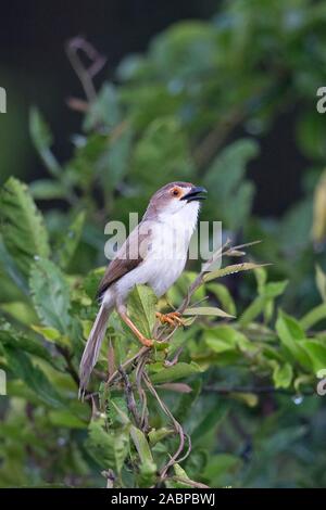 Yellow-eyed Babbler (Chrysomma sinense) sitting on a perch Stock Photo ...
