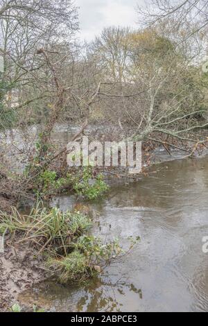 Fallen tree submerged in fast flowing waters of River Fowey at ...