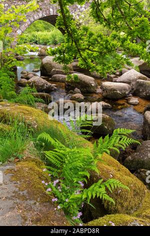 Badgers Holt Dartmoor National Park Devon England Stock Photo - Alamy