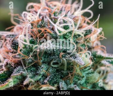 HDR close up shot of a cannabis plant blossom Stock Photo - Alamy