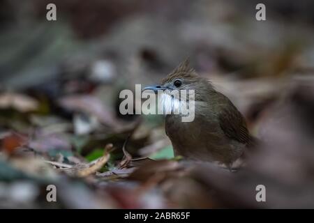 The ochraceous bulbul (Alophoixus ochraceus) is a species of songbird ...