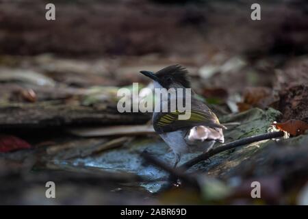 The ashy bulbul (Hemixos flavala) is a species of songbird in the ...