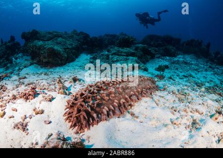A large Sea Cucumber feeding on the sand of a tropical coral reef in ...