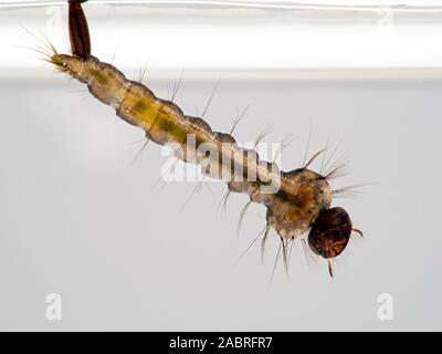 Mosquito larva resting under the surface of the water, breathing ...