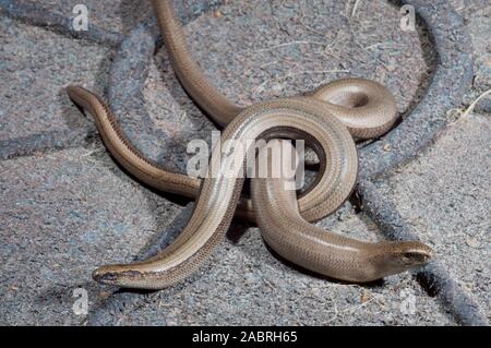 Male and female slow worm (Anguis fragilis Stock Photo - Alamy