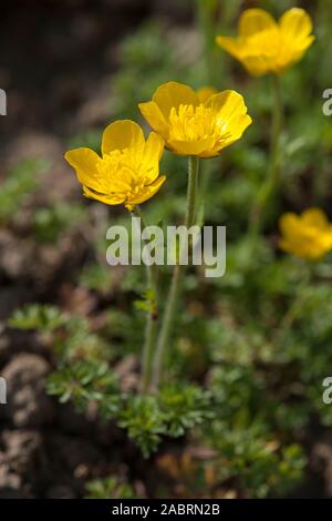 Ranunculus montanus, Mountain Buttercup, Mountain Buttercup Stock Photo ...