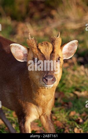 Muntjac Deer (Muntiacus reevesi). Head of a male showing 'tusks' and ...