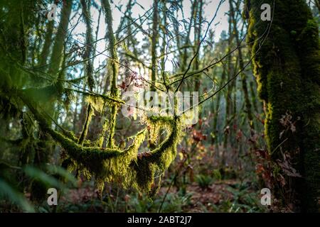 A scenic shot of Maple tree and mountain on June Lake Loop under a ...