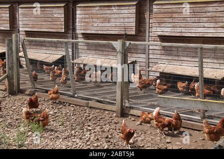 Free range chickens moving in and out of portable barns on a poultry ...