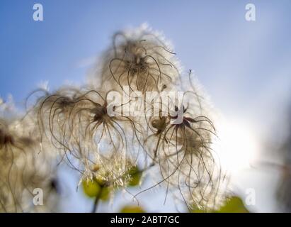 Fluffy buds on wild bush in closeup Stock Photo - Alamy
