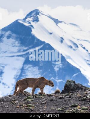 Mountain Lion (Puma concolor) male, Torres del Paine National Park ...