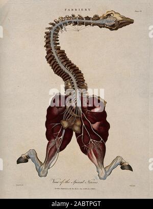 Anatomy of the horse with its muscular system Stock Photo - Alamy
