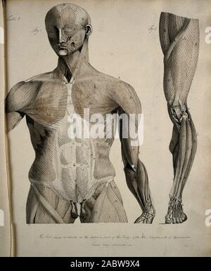 Left, muscles of the head and trunk (front view); right, muscles of the ...