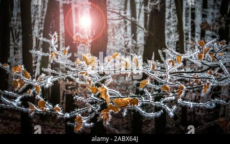 tree branches in sunlight in winter close-up Stock Photo - Alamy