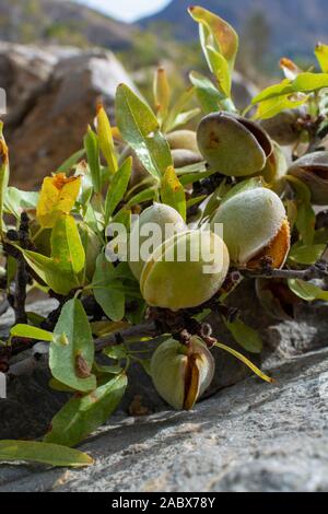 New harvest of ripe almonds nuts close up Stock Photo - Alamy