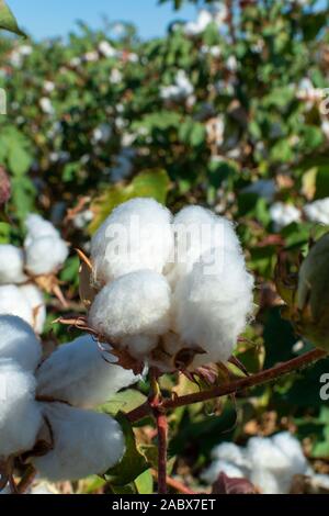 Plantations of organic fiber cotton plans with white buds ready for ...