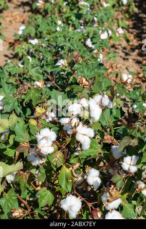 Plantations of organic fiber cotton plans with white buds ready for ...