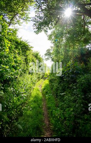 Ancient Holloway green lane near Chivelstone, Devon in early summer ...