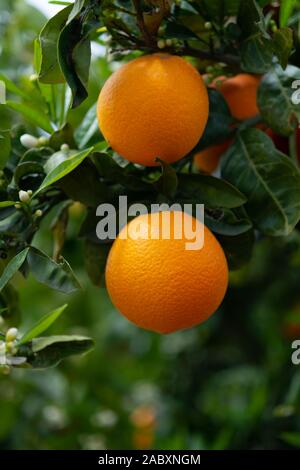 Orange citrus fruit plantations on Peloponnese, Greece, new harvest of ...