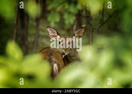 White-tailed Deer looking back Stock Photo - Alamy