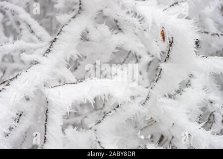 Winter snowy landscape in Tbilisi's suburb Tskneti with pine trees ...