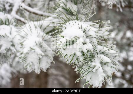 Winter snowy landscape in Tbilisi's suburb Tskneti with pine trees ...