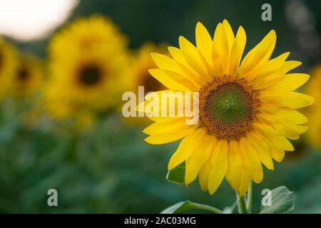 A landscape of a field on the background of highlighted mountains Stock ...