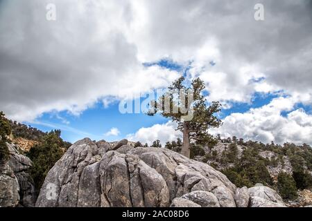 Taurus Mountains, Baranda Plateau and juniper trees Stock Photo - Alamy