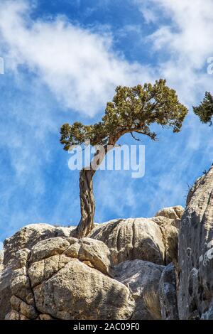 Taurus Mountains, Baranda Plateau and juniper trees Stock Photo - Alamy