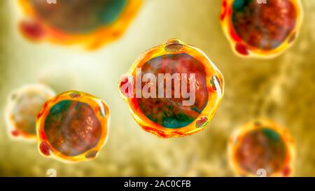 Blastocystis hominis parasite, 3D illustration. The causative agent of ...