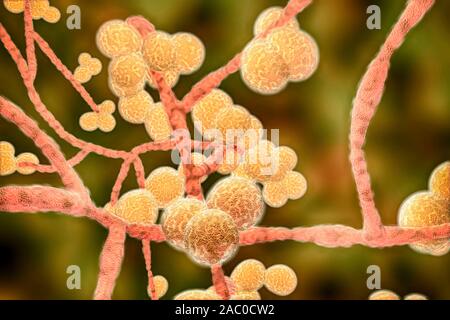 Computer illustration of the yeast and hyphae stages of Candida fungi ...