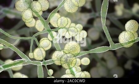 Computer illustration of the unicellular fungus (yeast) Candida Stock ...
