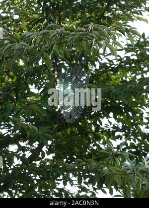 Spiderweb in a cherry tree (Prunus sp Stock Photo - Alamy
