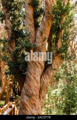 ARRAYAN TREE Luma apiculata Arrayanes National Park, near Bariloche S ...