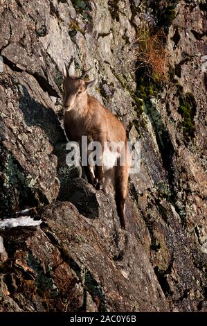 Ibex standing on rock wall Stock Photo - Alamy