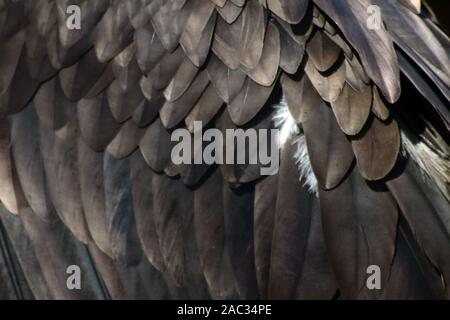 golden eagle wing feathers extreme close up Stock Photo - Alamy