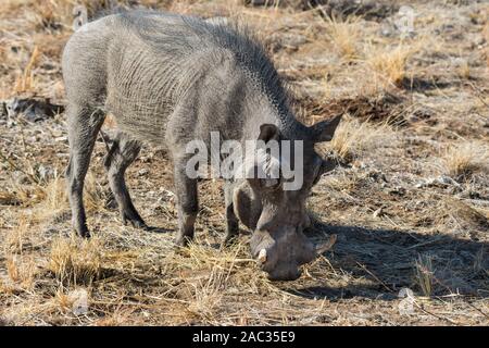 Closeup portrait of common gray warthog with big broken tusks standing ...