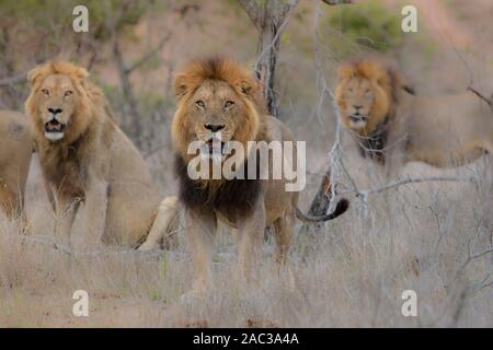 Male lion coalition nomadic male lion brothers Stock Photo - Alamy