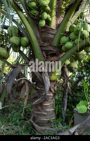 Fresh Coconut cluster on coconut tree Stock Photo - Alamy