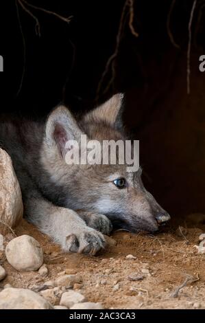 Timber Wolf (Canis lupus) den, Boundary Waters Canoe Area Wilderness ...