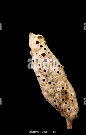 A dead bramble stem gall caused by the gall wasp Diastrophus rubi, that ...