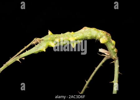 A living bramble stem gall caused by the gall wasp Diastrophus rubi ...