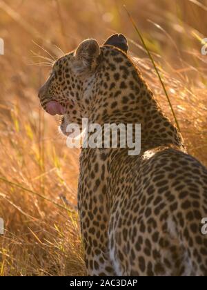Leopard walking in backlit grass in Kruger National park, South Africa ...
