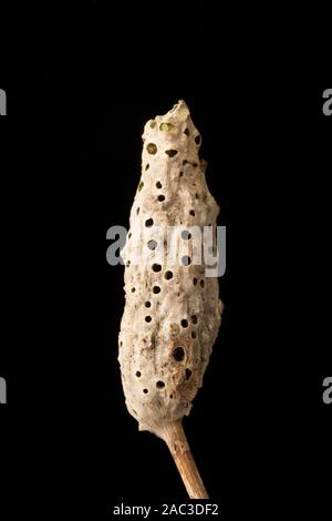 Gall caused by gall wasp on bramble stem Diastrophus rubi Dorset Stock ...
