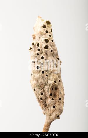 A dead bramble stem gall caused by the gall wasp Diastrophus rubi, that ...