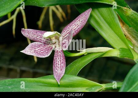 Prosthechea orchid (Prosthechea garciana Stock Photo - Alamy