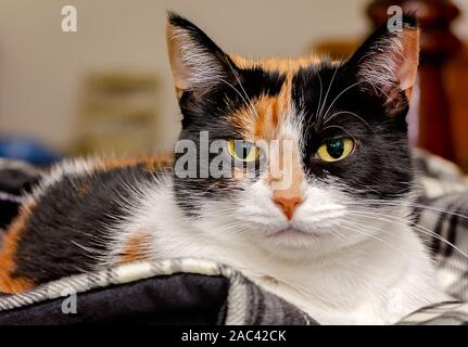 Angry calico cat lying on edge of bed wagging tail Stock Photo - Alamy