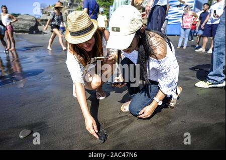 La Libertad, El Salvador. 30th Nov, 2019. A golfina turtle is released ...