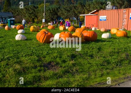 Pumpkin patch in Chilliwack, British Columbia, Canada Stock Photo - Alamy