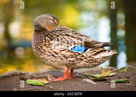 Mallard duck hen at Alderwood Park in Surrey, British Columbia, Canada ...